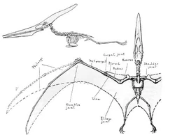 Pteranodontidae | Fossil Wiki | Fandom