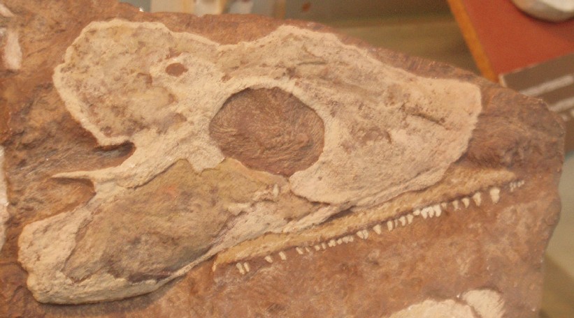 Acanthostega Fossil Wiki Fandom Powered By Wikia
