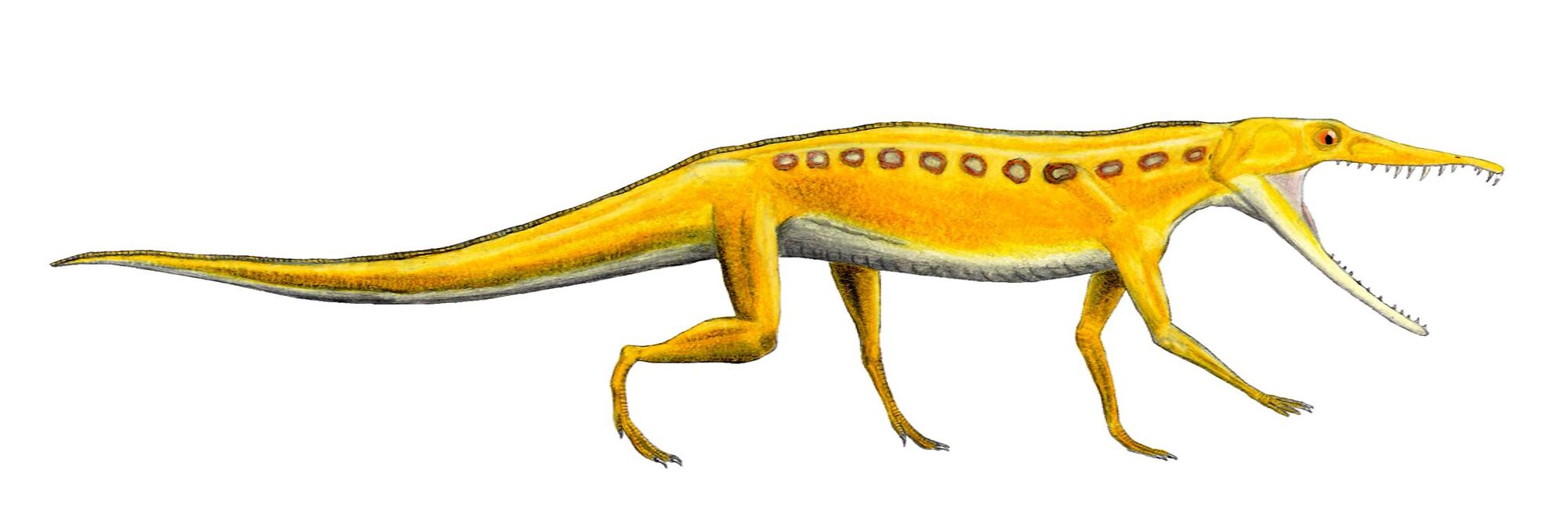 Category:Triassic reptiles | Fossil Wiki | FANDOM powered by Wikia Category:Triassic reptiles | Fossil Wiki | FANDOM powered by Wikia