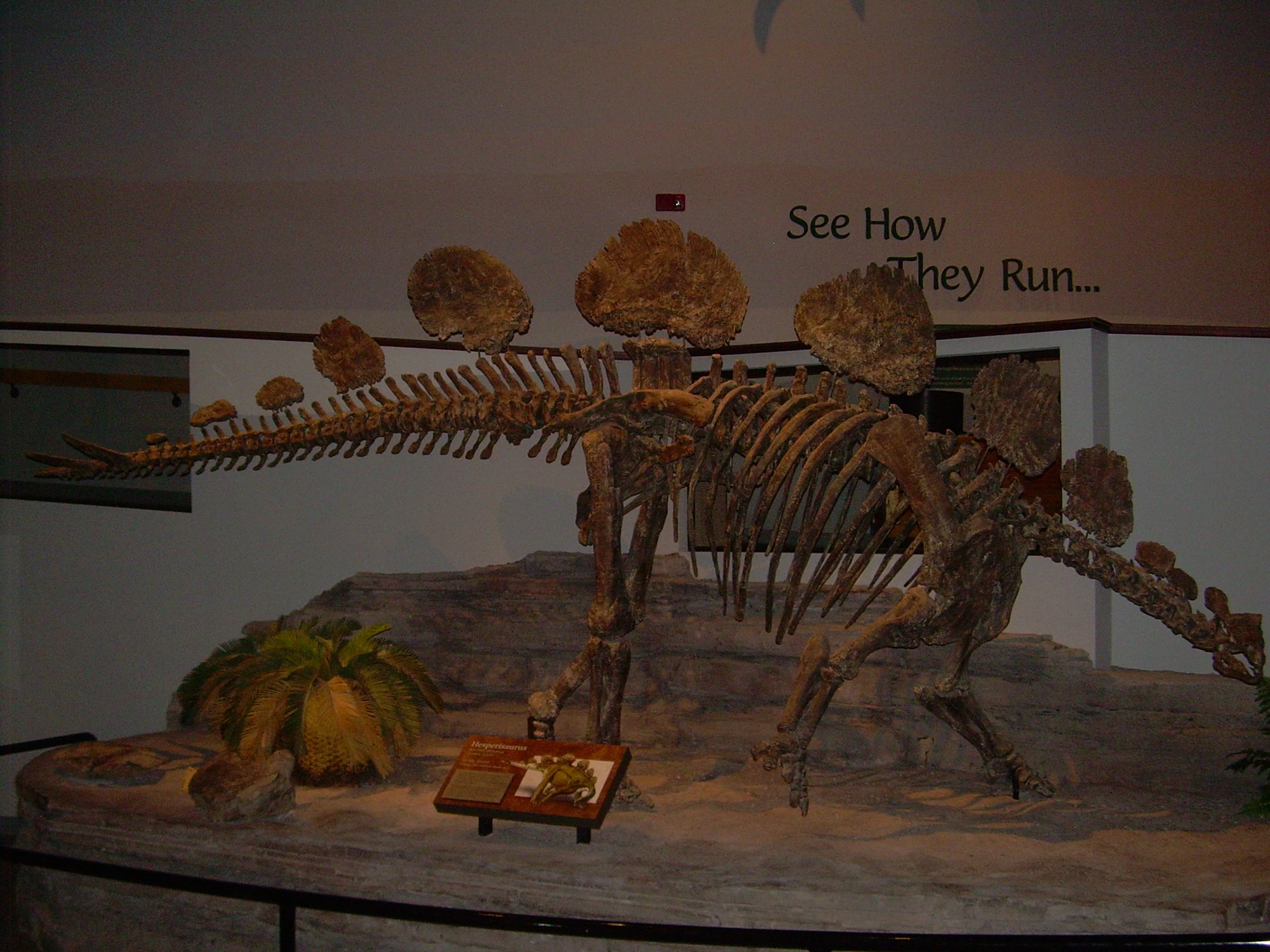 Hesperosaurus | Fossil Wiki | Fandom