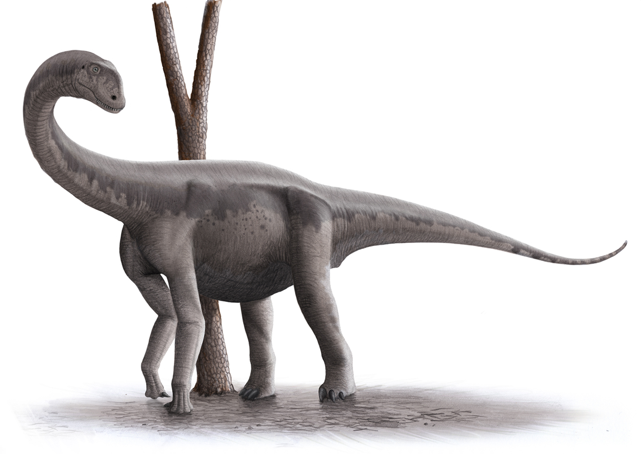Jobaria Fossil Wiki Fandom Powered By Wikia