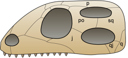 Diapsid | Fossil Wiki | Fandom