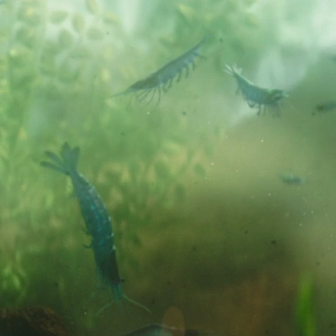 Krill | Star Wars Wiki | Fandom