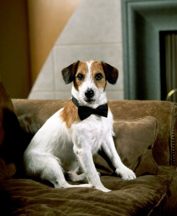 Eddie | Frasier Wiki | FANDOM powered by Wikia Eddie | Frasier Wiki | FANDOM powered by Wikia
