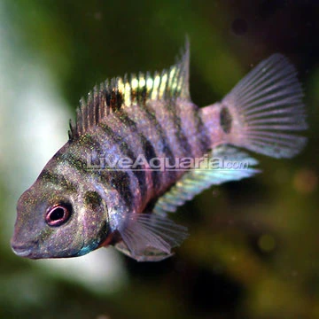 Black Convict | Freshwater fish Wiki | Fandom