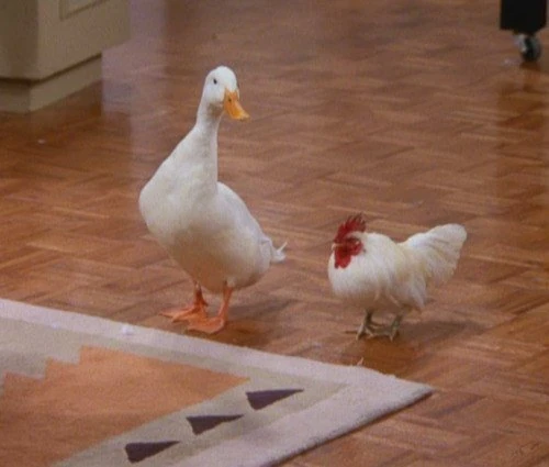 The Chick and The Duck | Friends Central | FANDOM powered by Wikia