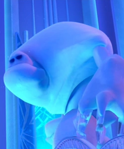 Marshmallow | Frozen Wiki | Fandom
