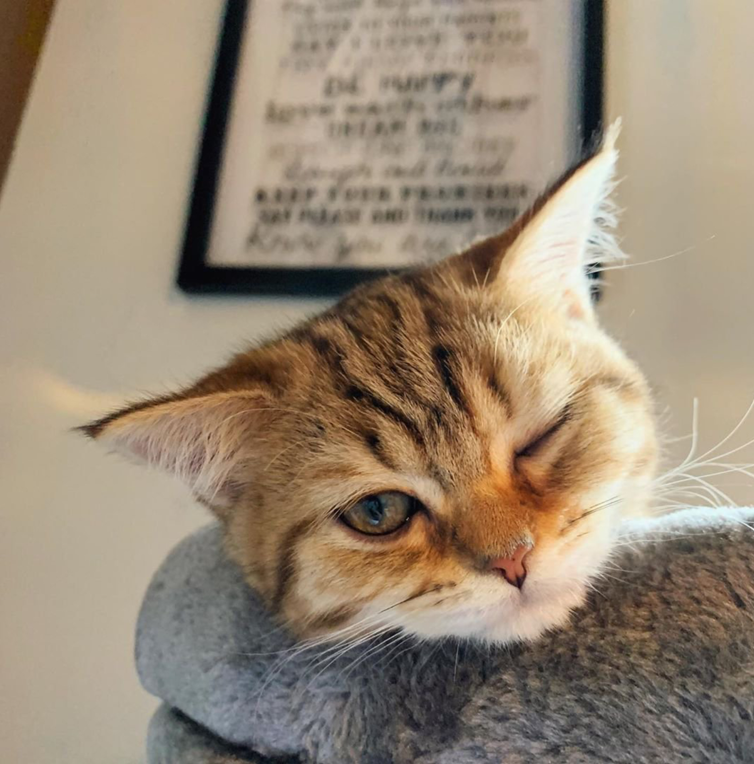 Kiaria | ItsFunneh Wikia | Fandom