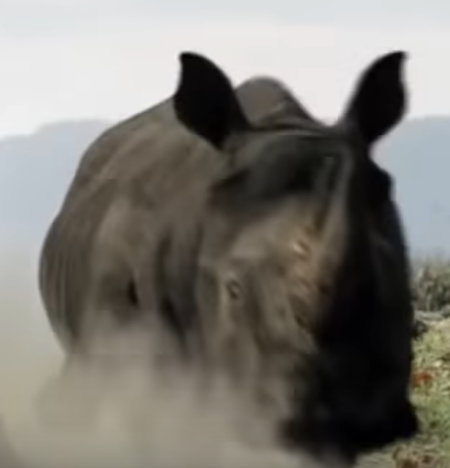 Zombie Rhinoceros | Galactic Creatures Wiki | Fandom