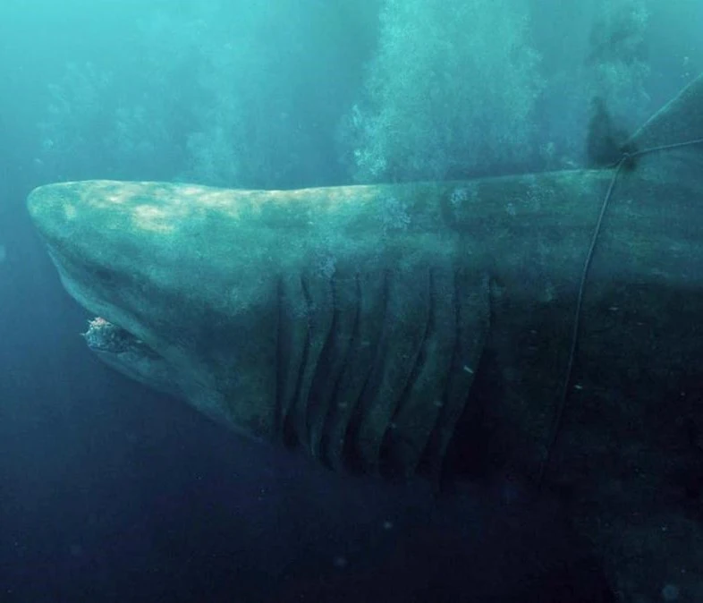 Megalodon (The Meg) | Galactic Creatures Wiki | Fandom