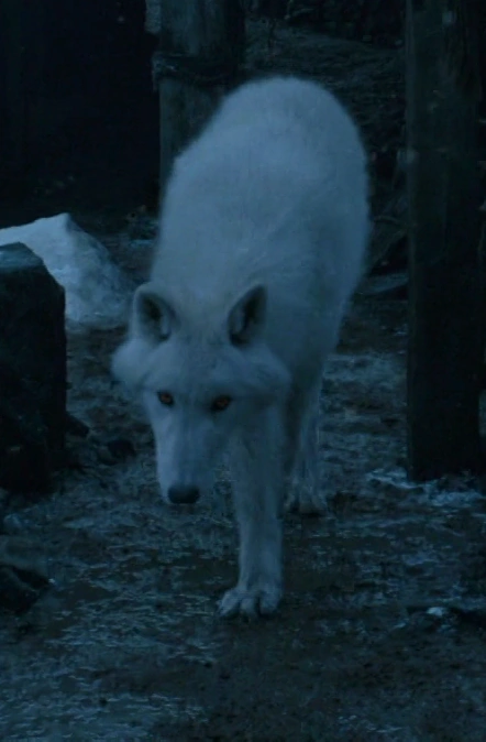 Ghost | Game of Thrones Wiki | FANDOM powered by Wikia