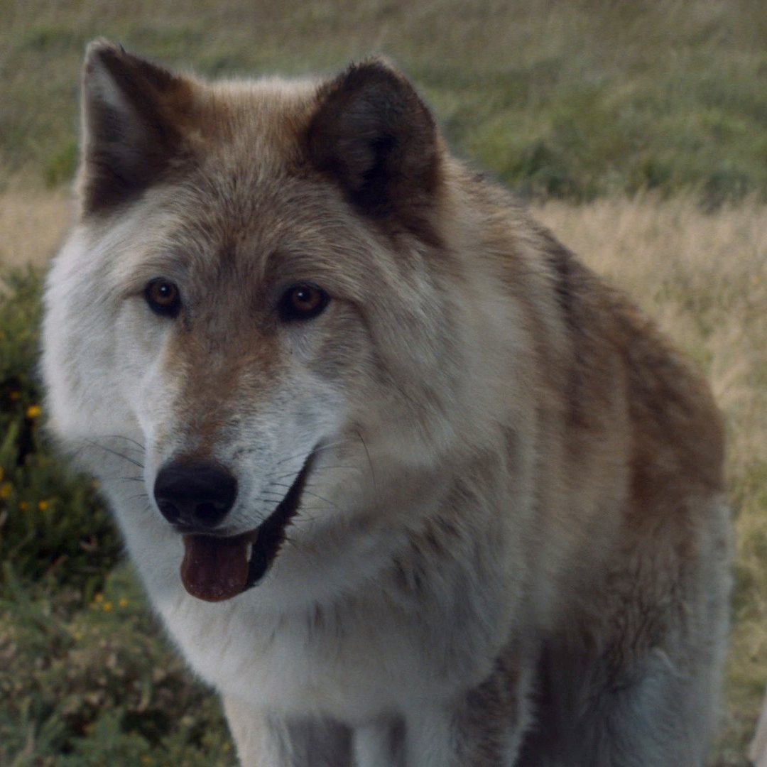 Sommer (Schattenwolf) | Game of Thrones Wiki | Fandom
