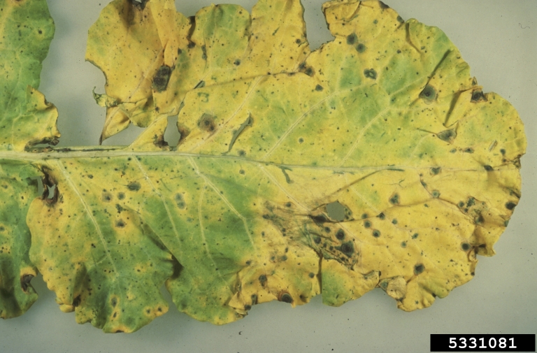Brassica Dark Leaf Spot Wikigardener Fandom Powered By Wikia