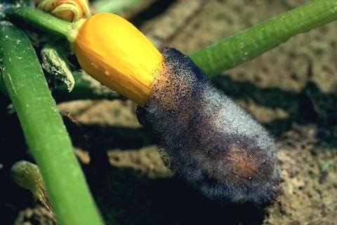 Choanephora fruit rot | WikiGardener | Fandom