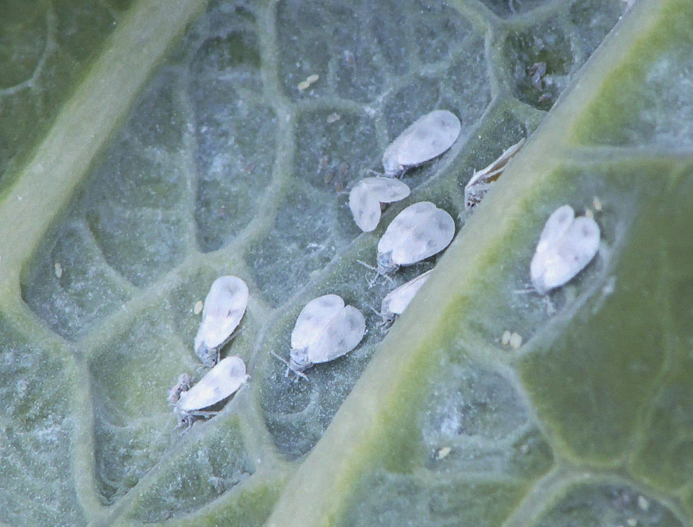 Cabbage whitefly | WikiGardener | FANDOM powered by Wikia