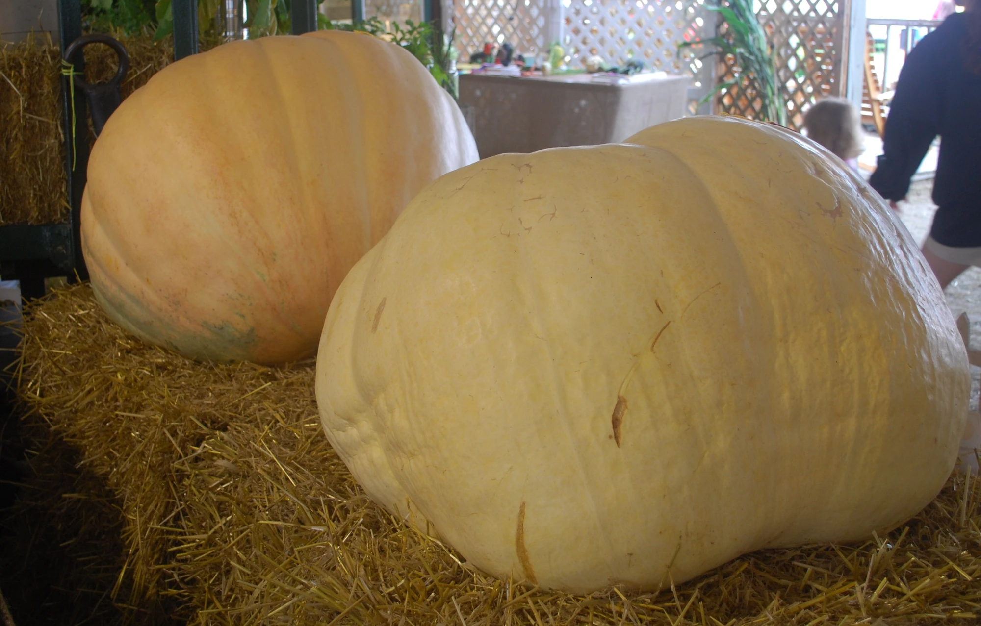Cucurbita maxima 'Big max' | WikiGardener | Fandom
