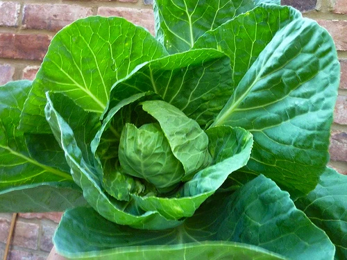 Summer cabbage | WikiGardener | Fandom