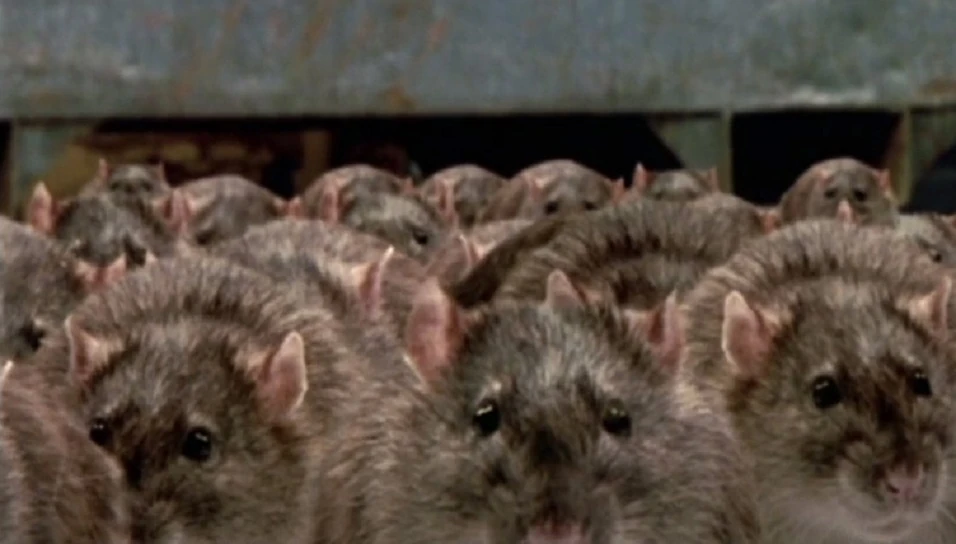 Image - Lil' RATS!!!.jpg | Garfield Wiki | FANDOM powered by Wikia