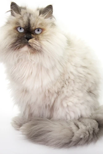 Himalaio | Wiki Gatopédia | Fandom