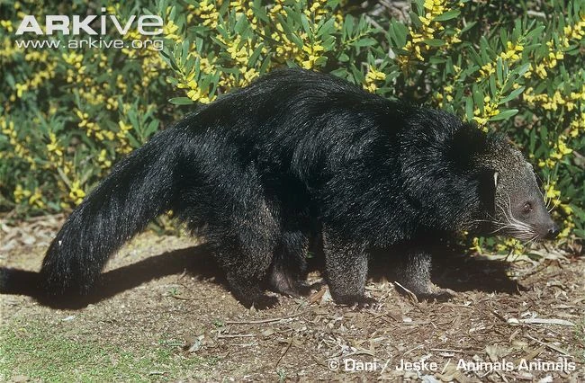 Arctictis binturong penicillatus | Gatunki Nemertean Wiki | FANDOM ...