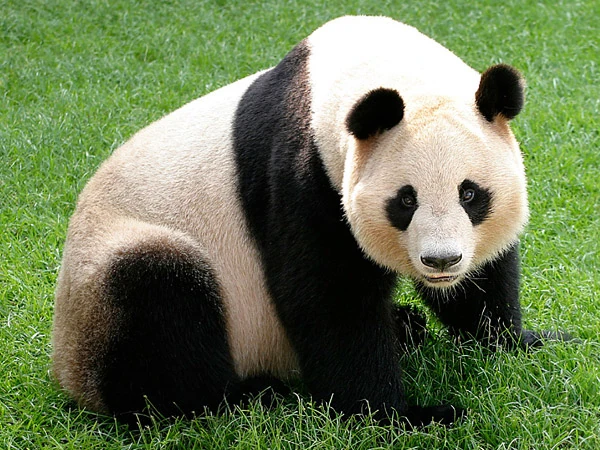 Giant Panda | GavenLovesAnimals2004 Wiki | Fandom