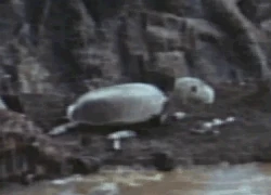 Skeleturtle | Godzilla Fan net. Wikia | Fandom