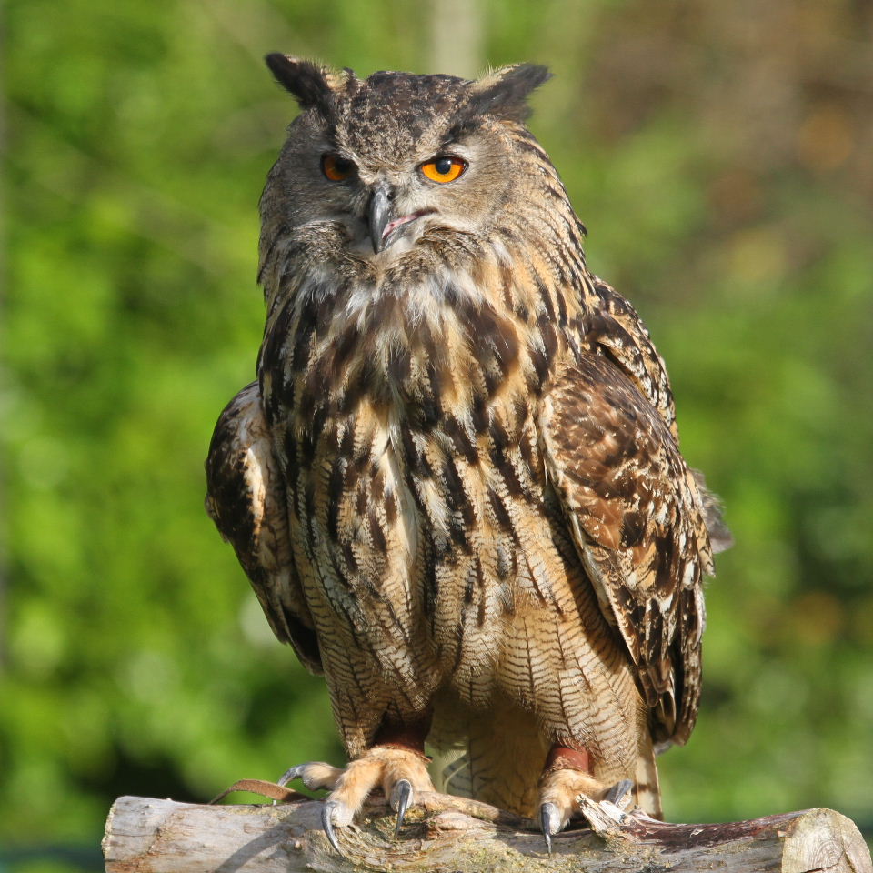 Eagle Owl Greek Mythology Wiki FANDOM Powered By Wikia eagle-owl-greek-mythology-wiki-fandom-powered-by-wikia