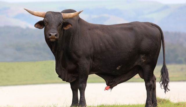 Bull | Greek Mythology Wiki | FANDOM powered by Wikia