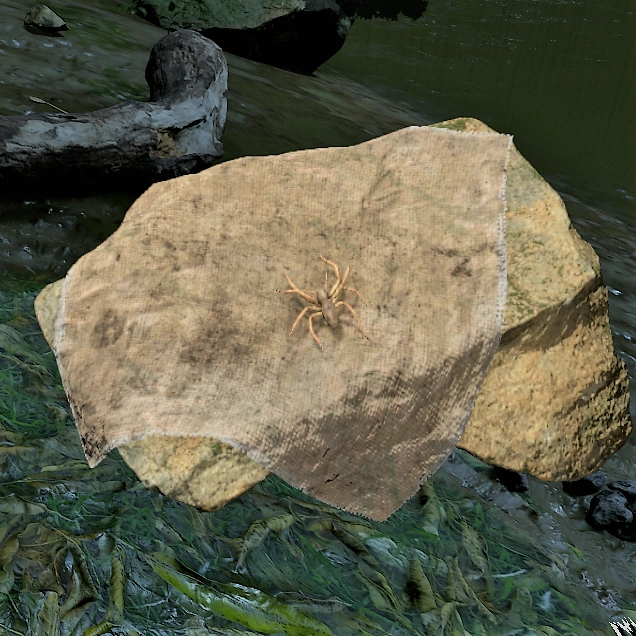 Brazilian Wandering Spider | Green Hell Wiki | Fandom