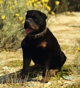 Pejotle | Grand Theft Auto - GTA Wiki | FANDOM powered by Wikia