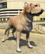 Dogs | GTA Wiki | Fandom