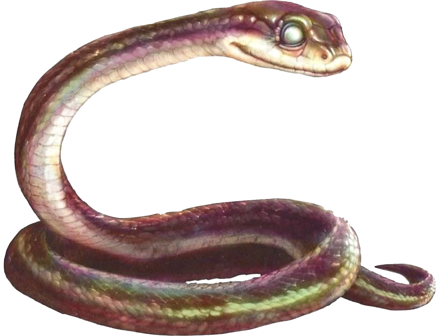 Mrs. Plithiver (Movie) | Guardians of Ga’Hoole Wiki | Fandom