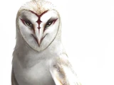 Category:Characters from Legend of the Guardians: The Owls of Ga'Hoole ...