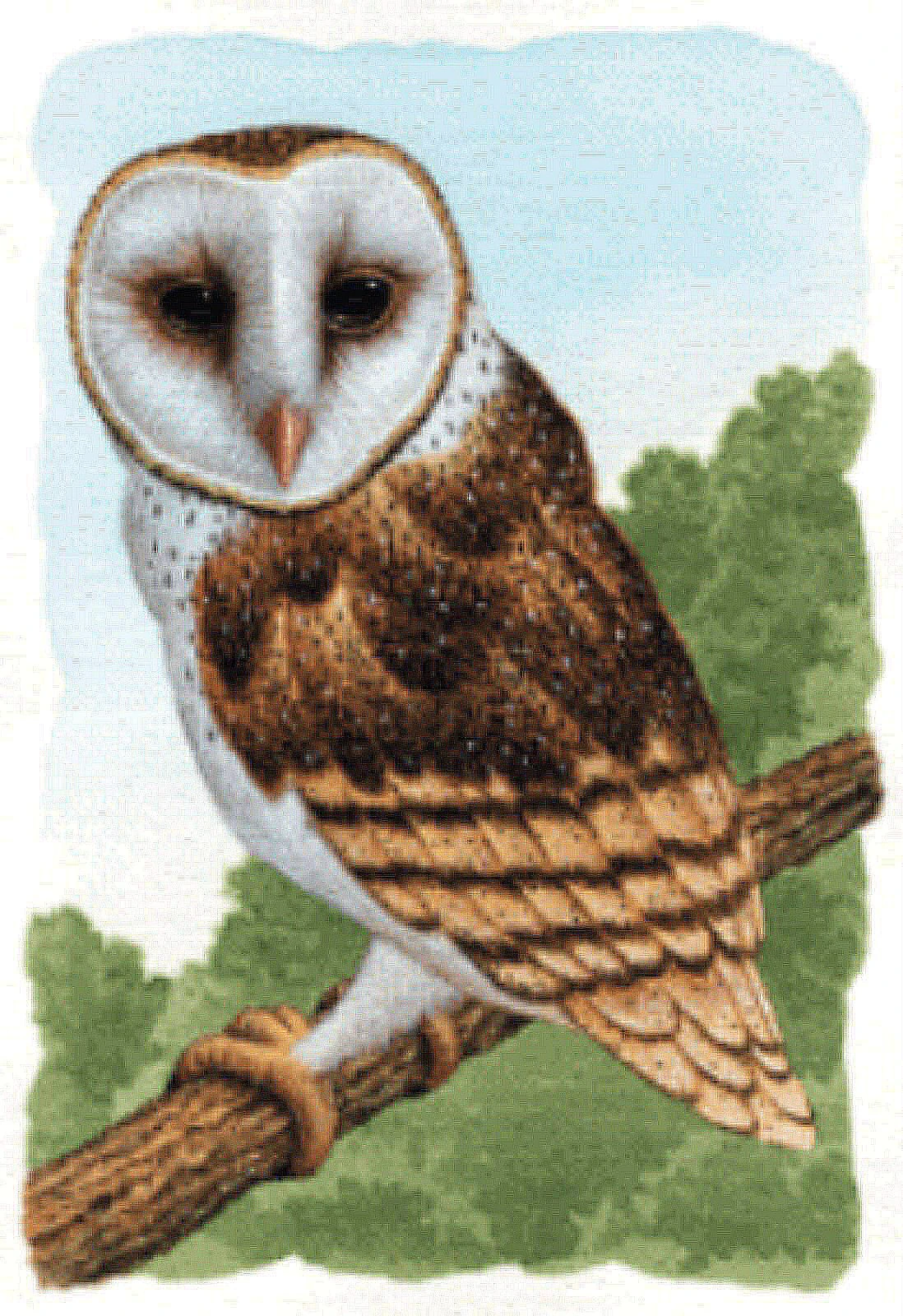 Soren (Books) | Guardians of Ga’Hoole Wiki | Fandom