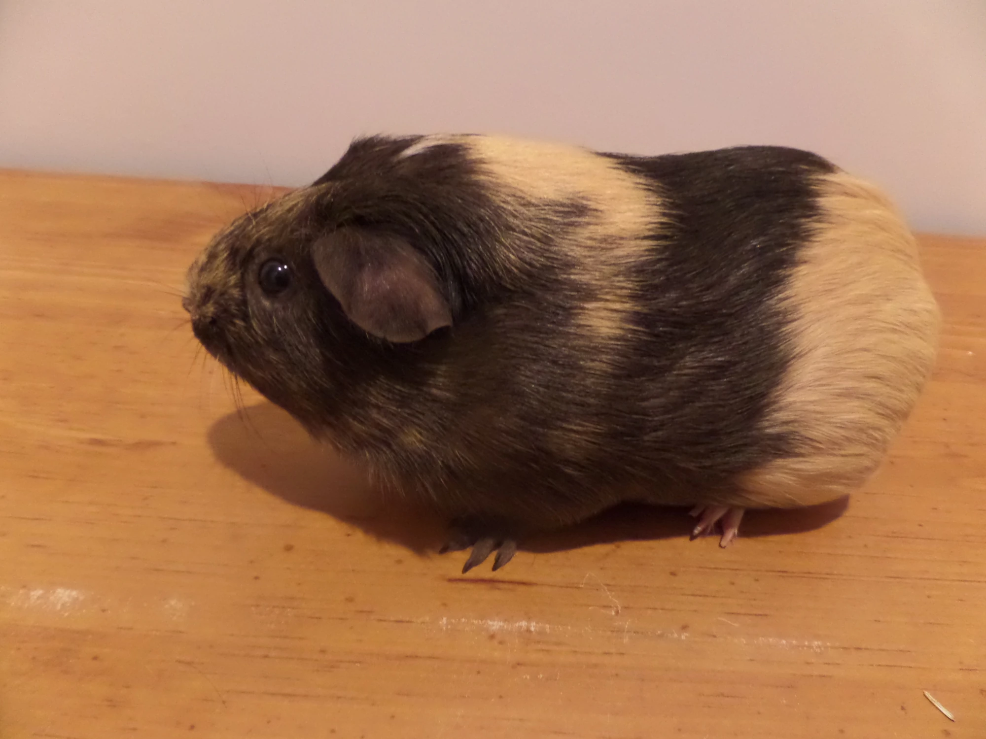 American Shorthair | Guinea Pig Wikia | Fandom