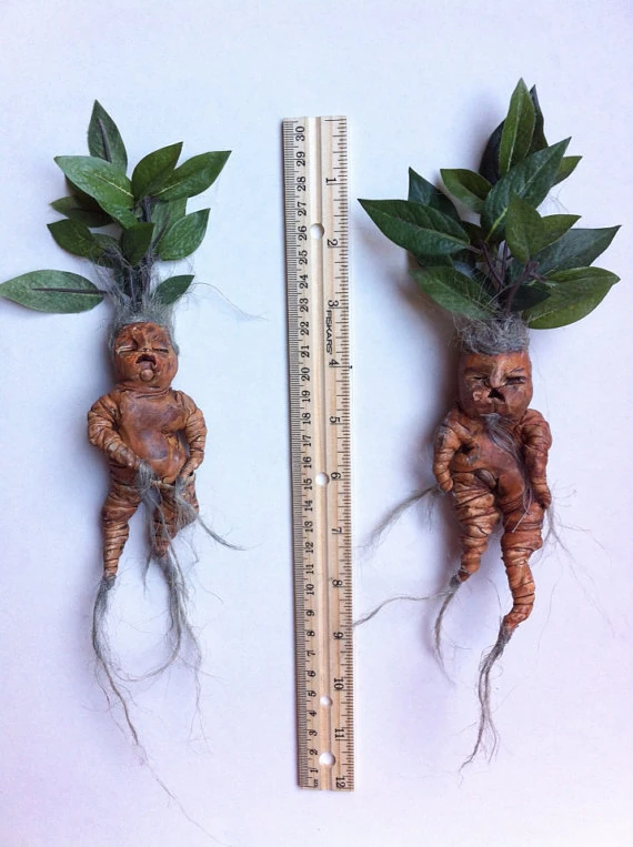 Mandragora | Habbo Potter Wiki | FANDOM powered by Wikia