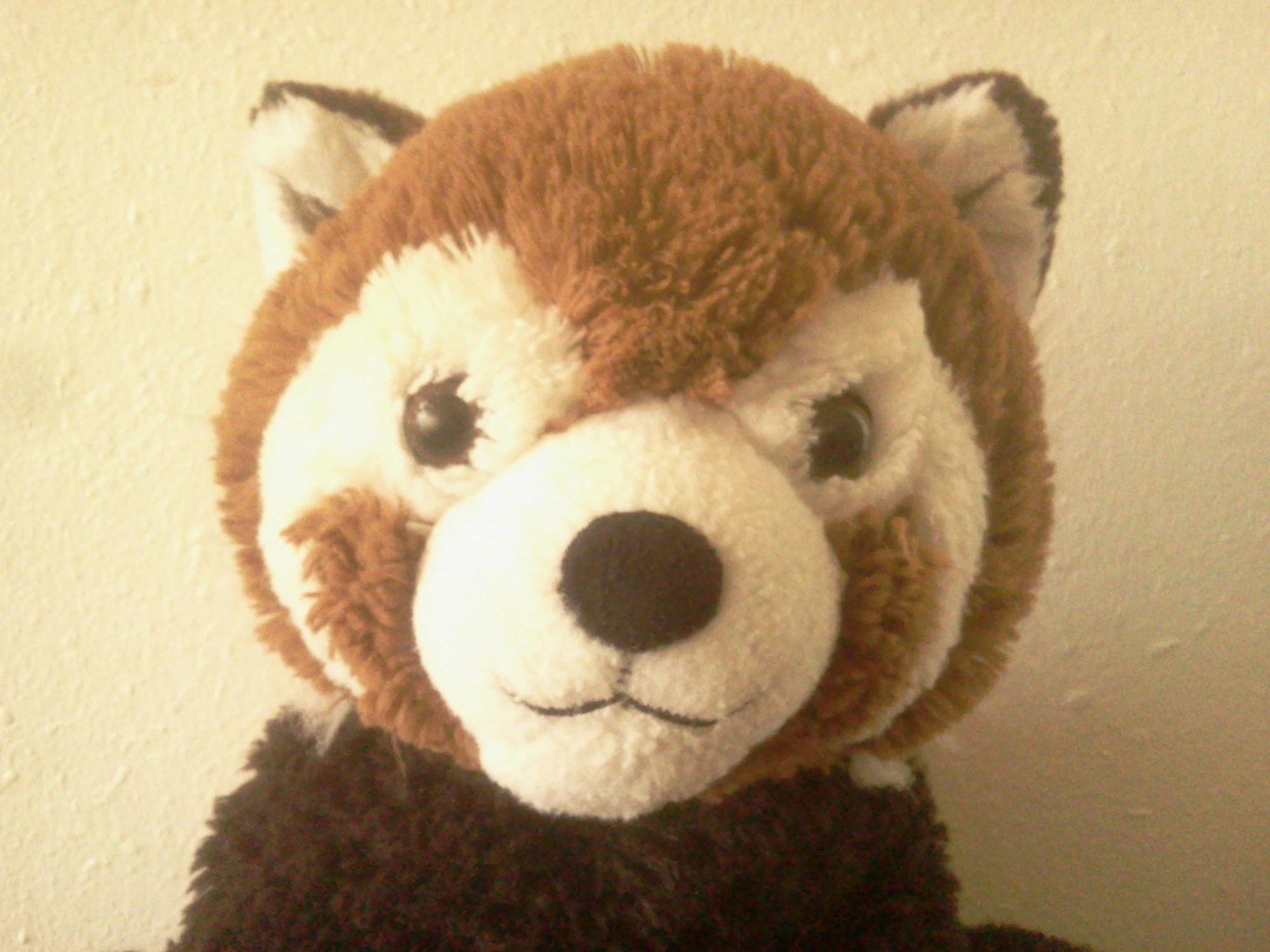 Shadow the Red Panda (Character) | Hadrosaur838 Wikia | Fandom