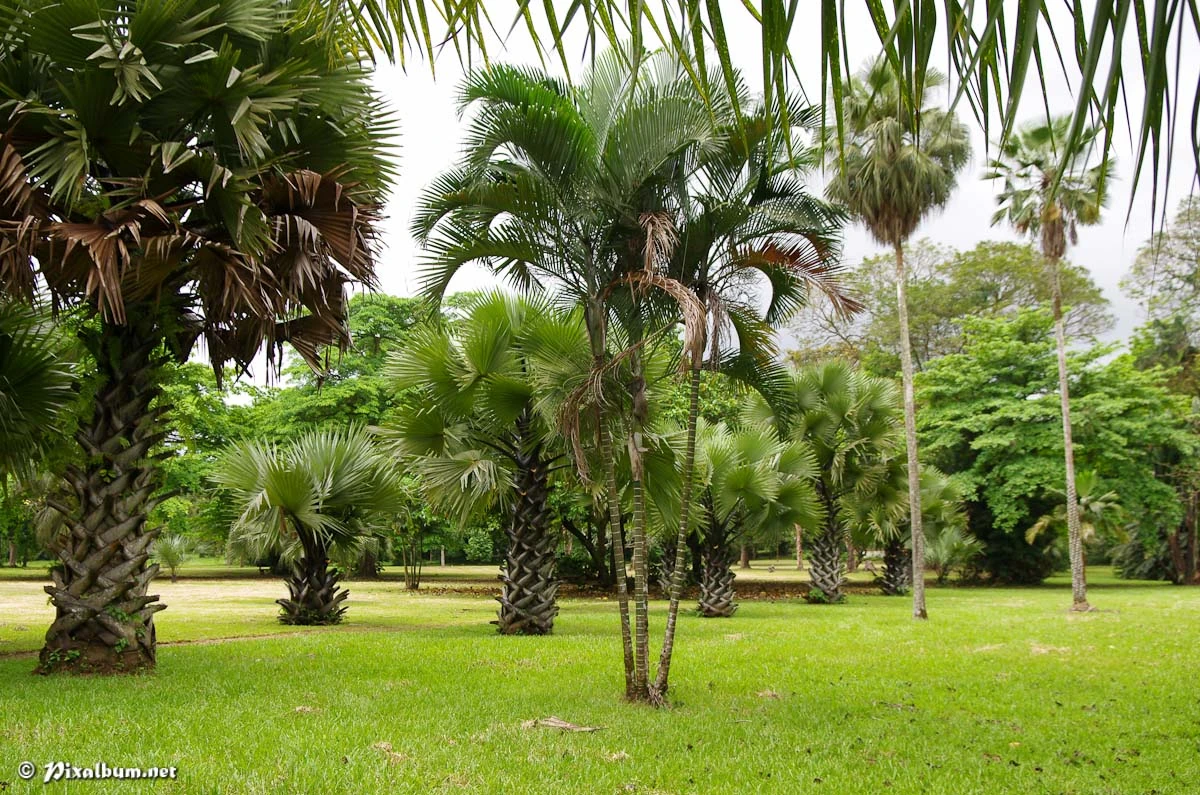 Limbé | Haiti Local | Fandom