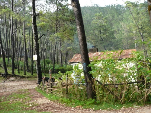 Mapou | Haiti Local | Fandom