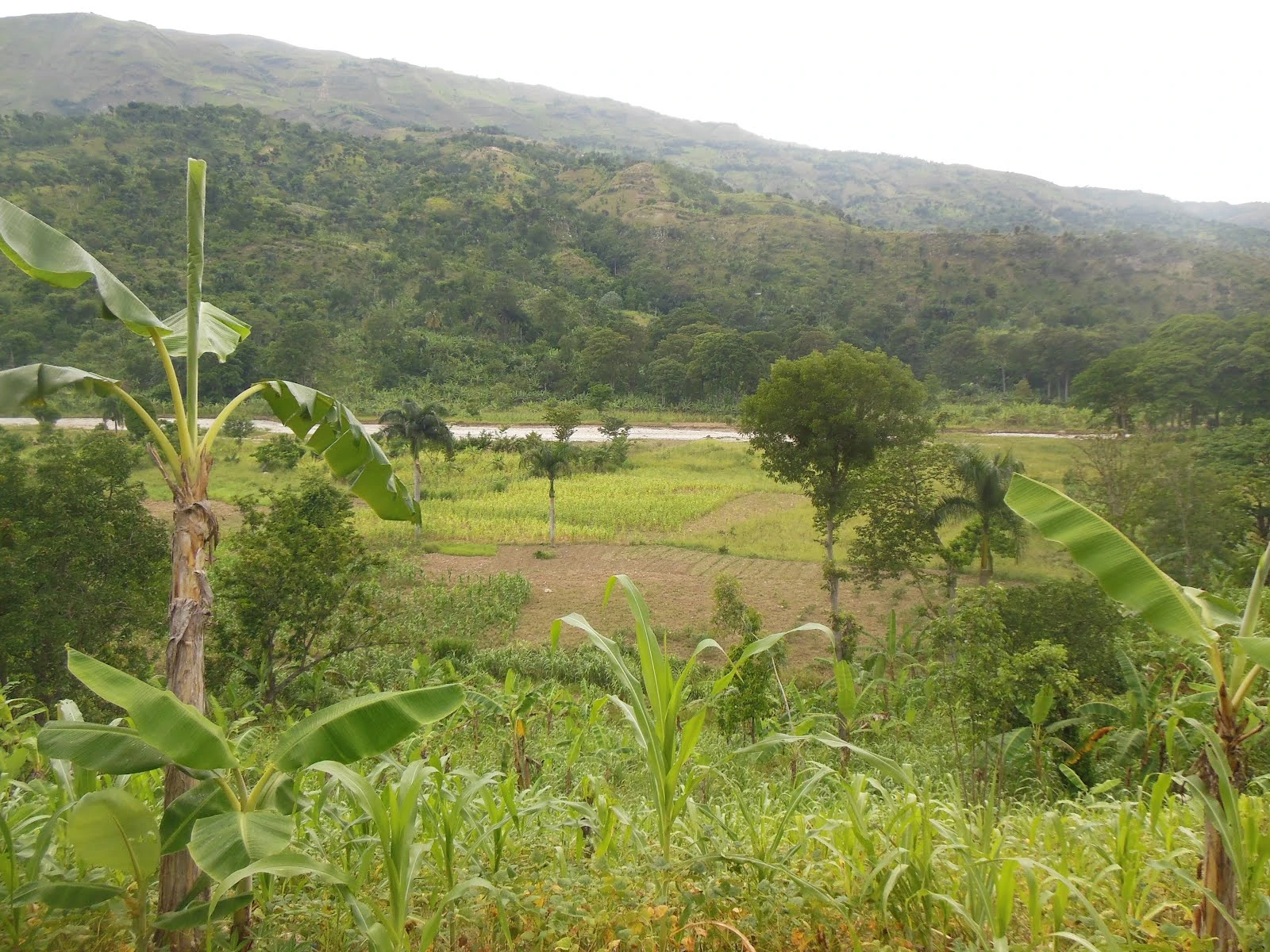 Savanette | Haiti Local | FANDOM powered by Wikia