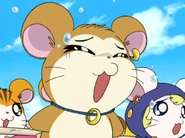 Broski | The Hamtaro Wiki | Fandom