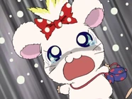 Lazuli/Gallery | The Hamtaro Wiki | Fandom