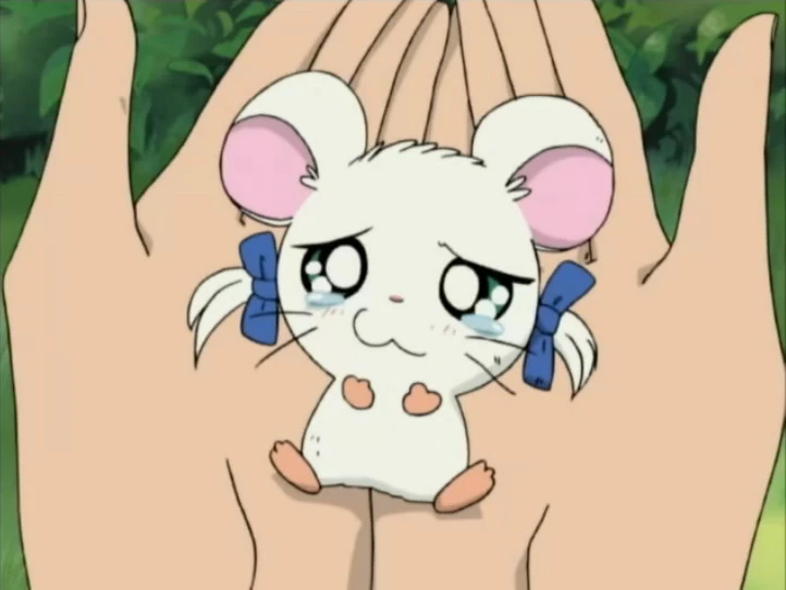I Want To See You, Bijou! | The Hamtaro Wiki | FANDOM powered by Wikia