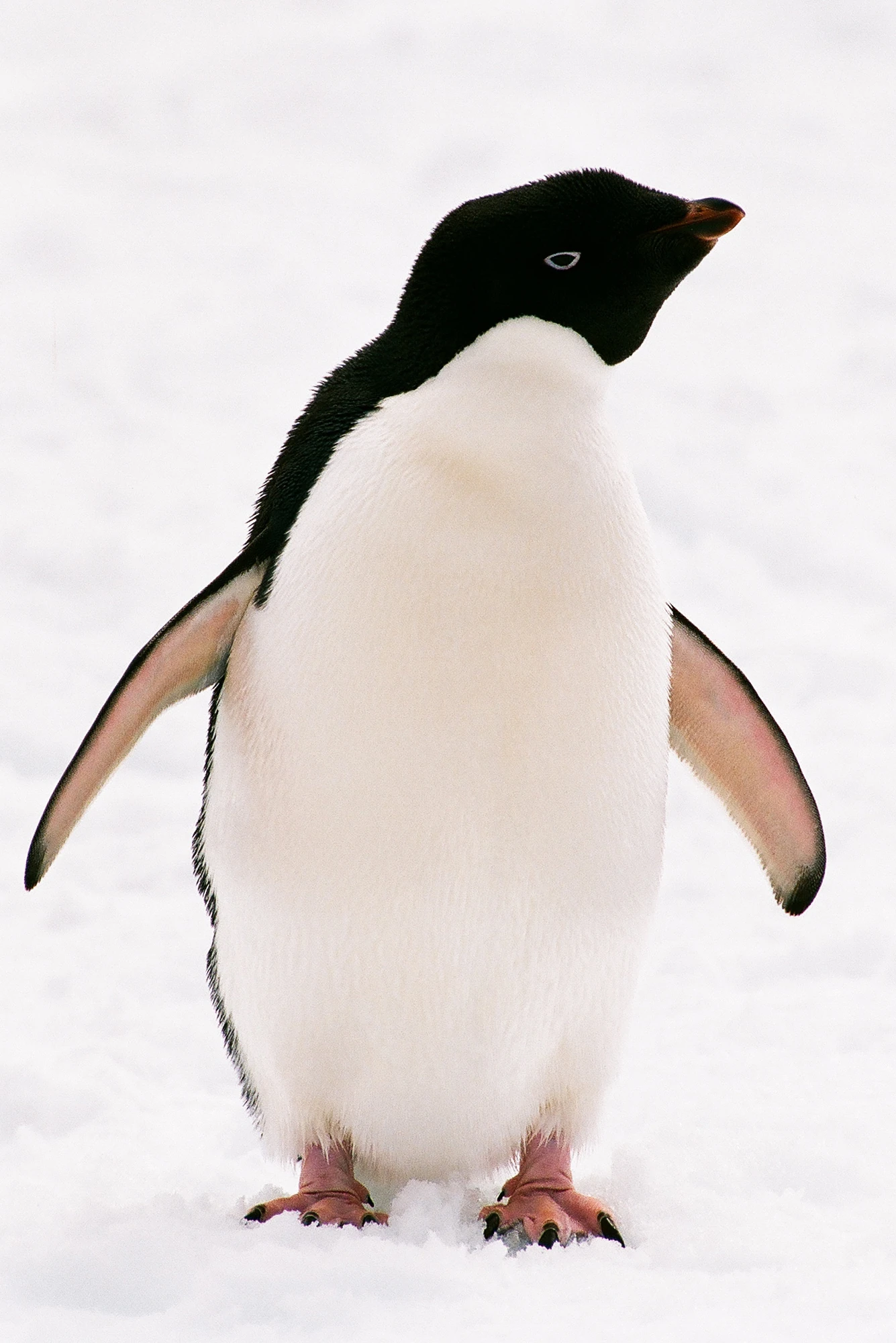 Adélie Penguin | Happy Feet Fanon Wiki | FANDOM powered by Wikia