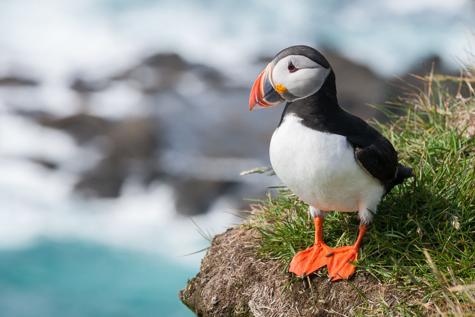 Atlantic Puffin | Happy Feet Wiki | Fandom