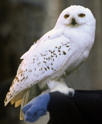 Hedwig | Harry Potter-wikin | FANDOM powered by Wikia