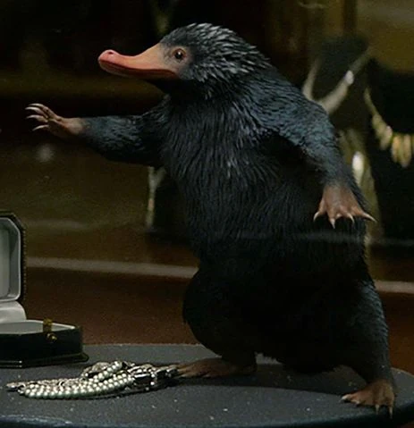 Niffler | Harry-Potter-Lexikon | Fandom