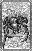 Acromantula | Harry Potter Wiki | FANDOM powered by Wikia