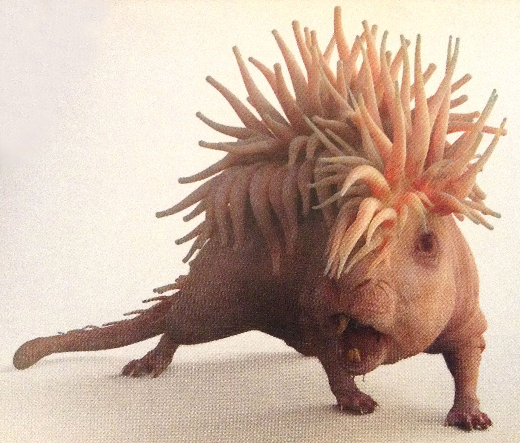 Murlap | Wiki Harry Potter | FANDOM powered by Wikia