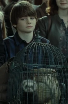 Severus Snape | Harry Potter Wiki | Fandom